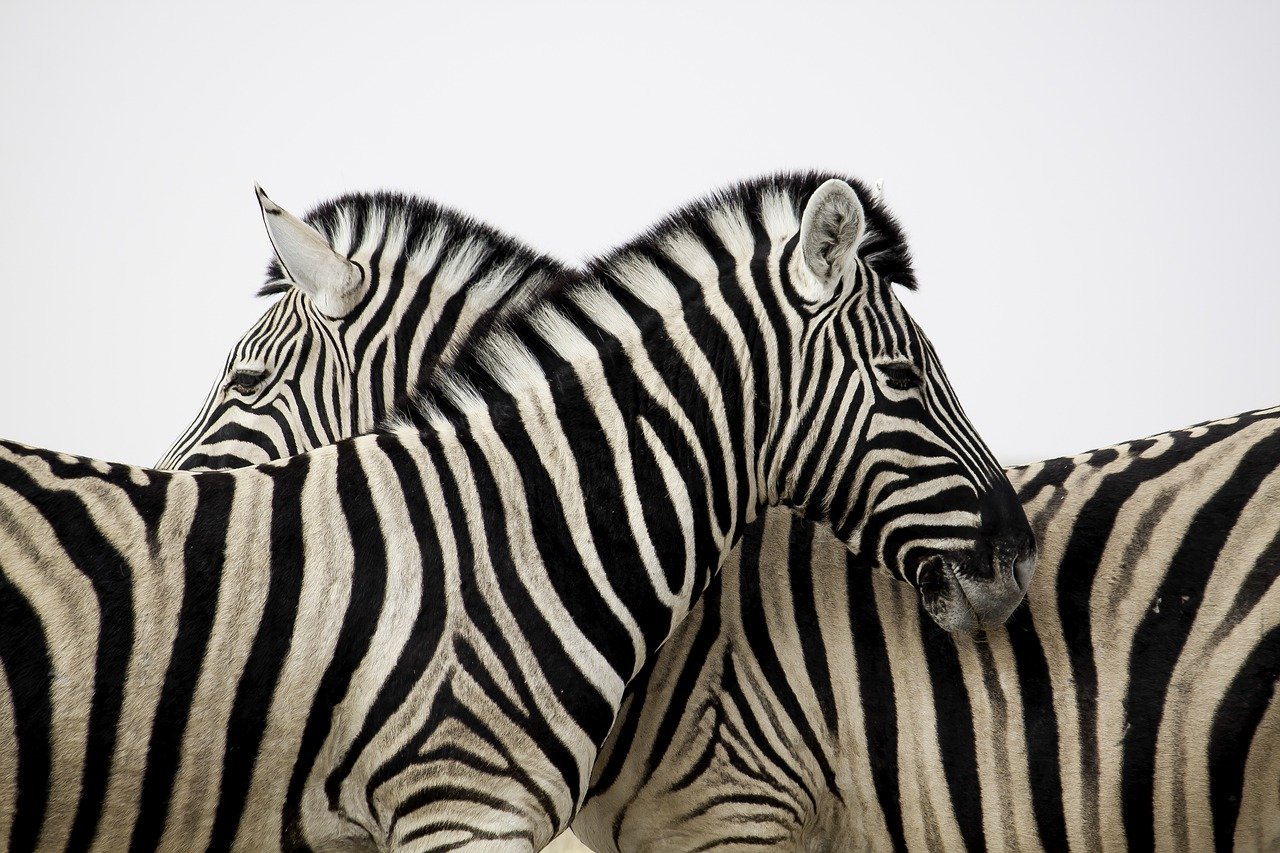 Zebra Dreams Dream Dictionary
